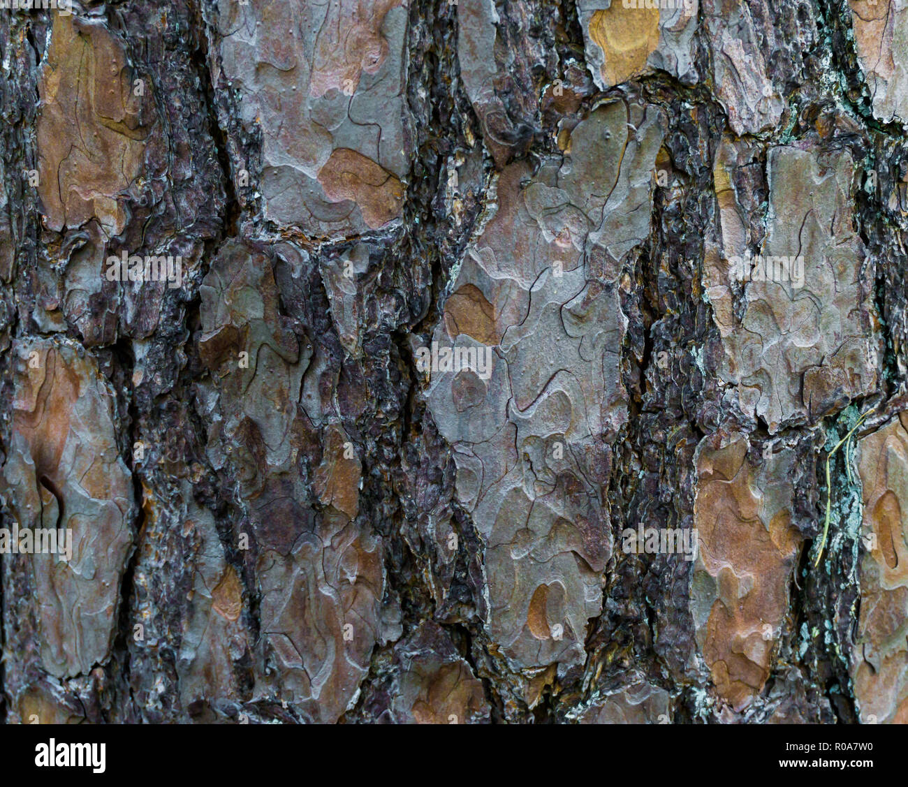 a tree trunk with large bark in macro closeup natural forest background ...