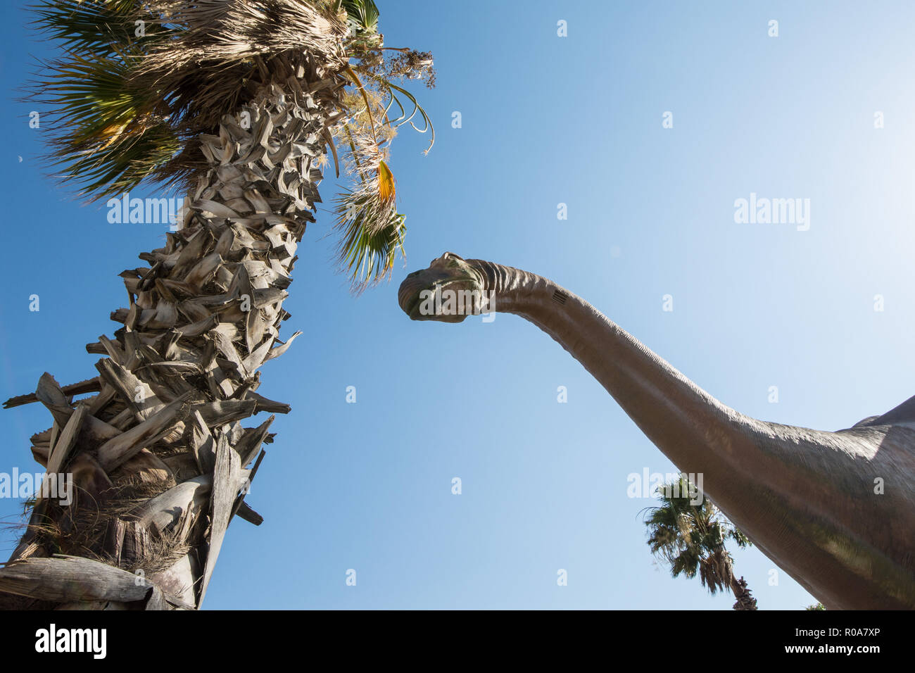 JUNE 30 2018 - CABAZON, CALIFORNIA: A brontosaurus statue looks up into ...