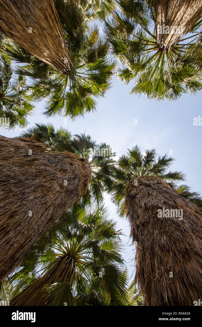 Californian fan palm tree hi-res stock photography and images - Alamy