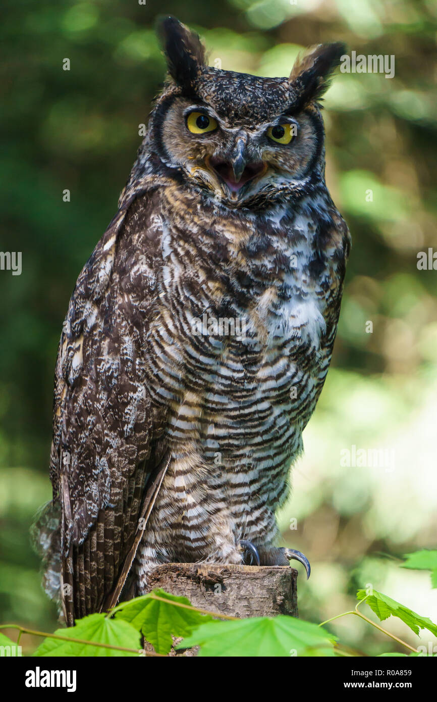 Great Horned Owl (Bubo virginianus saturatus), Canada Stock Photo - Alamy