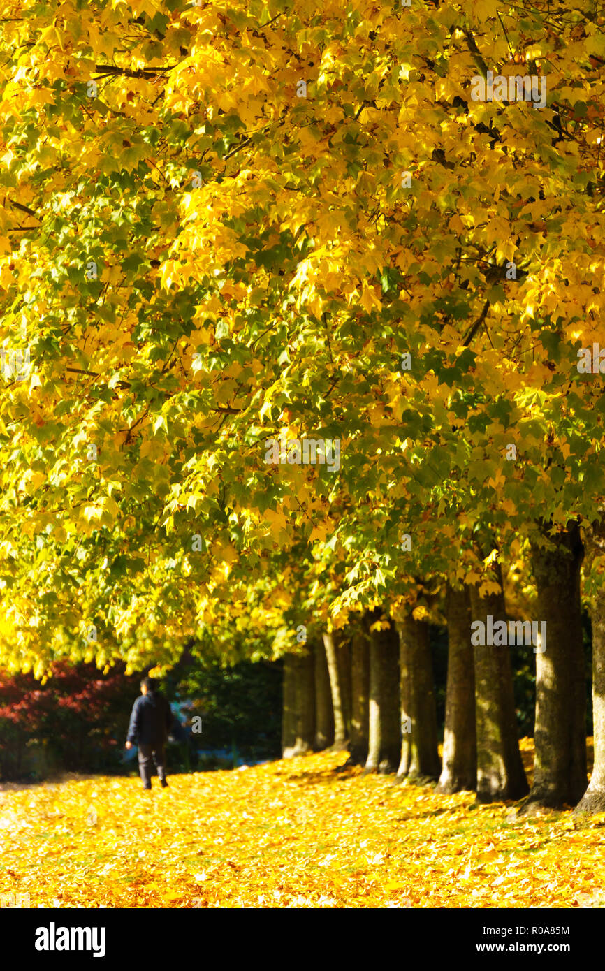 Canada maple autumn landscape hi-res stock photography and images - Alamy