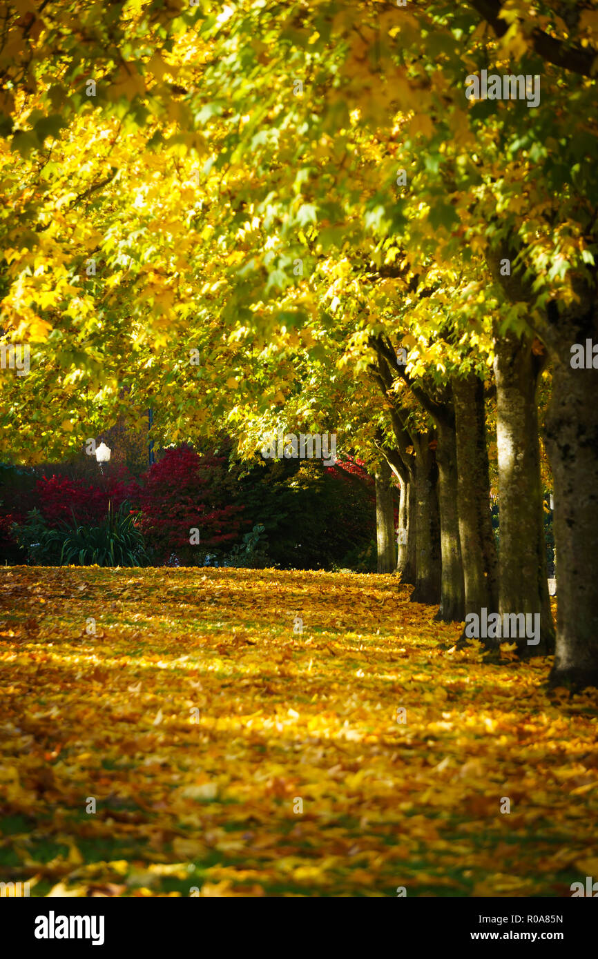 Maple trees in autumn. Fall in Canada Stock Photo - Alamy
