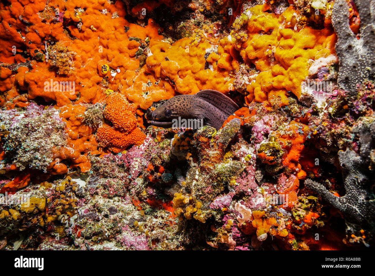 Moray Eel at the Maldives Stock Photo - Alamy