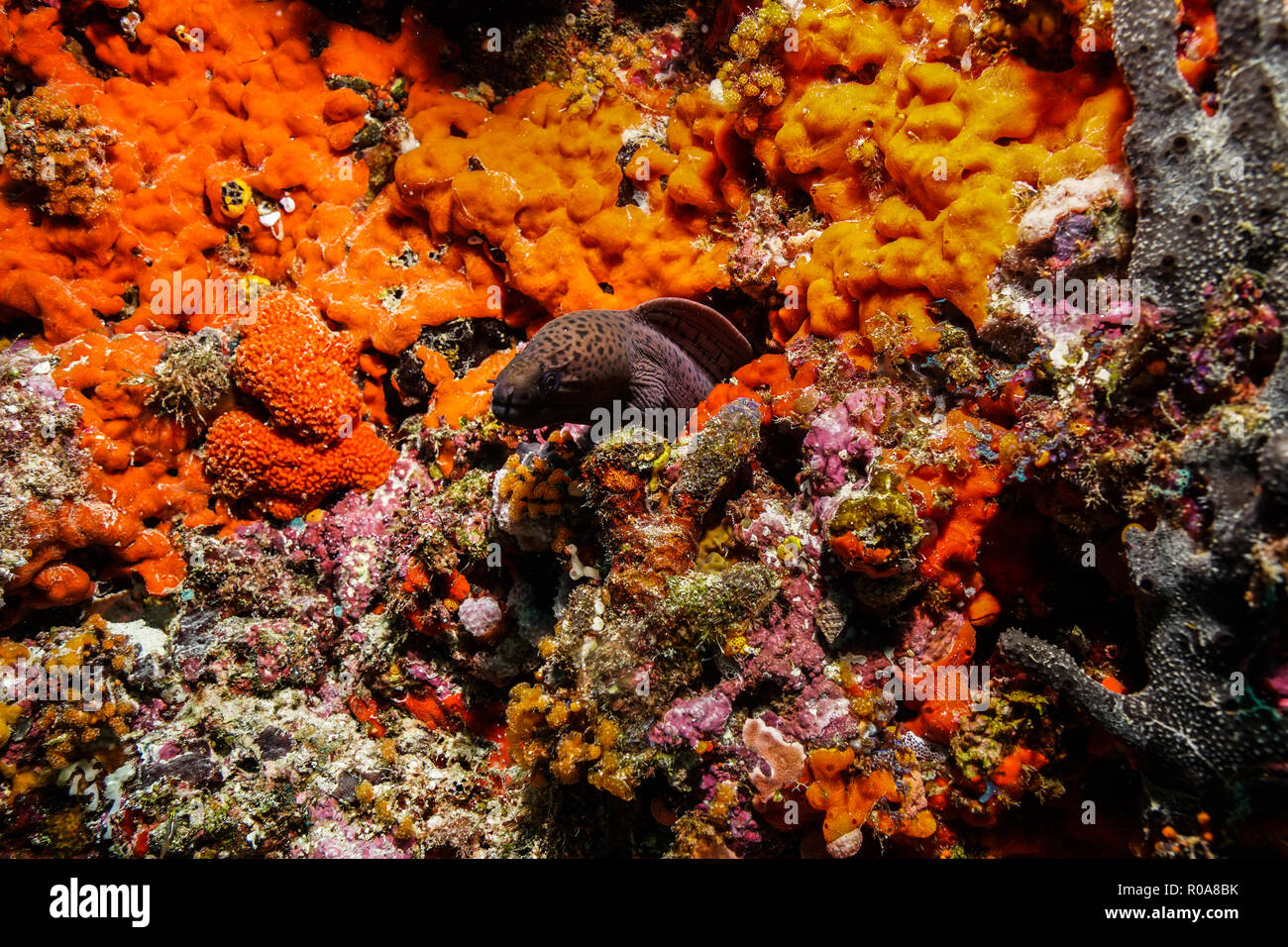 Moray Eel at the Maldives Stock Photo - Alamy