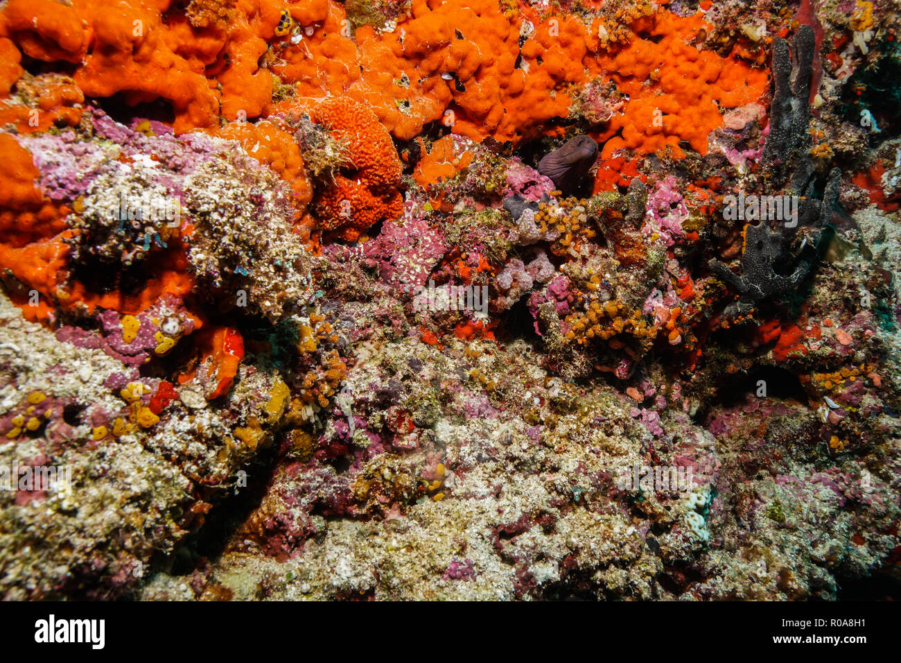 Moray Eel at the Maldives Stock Photo - Alamy