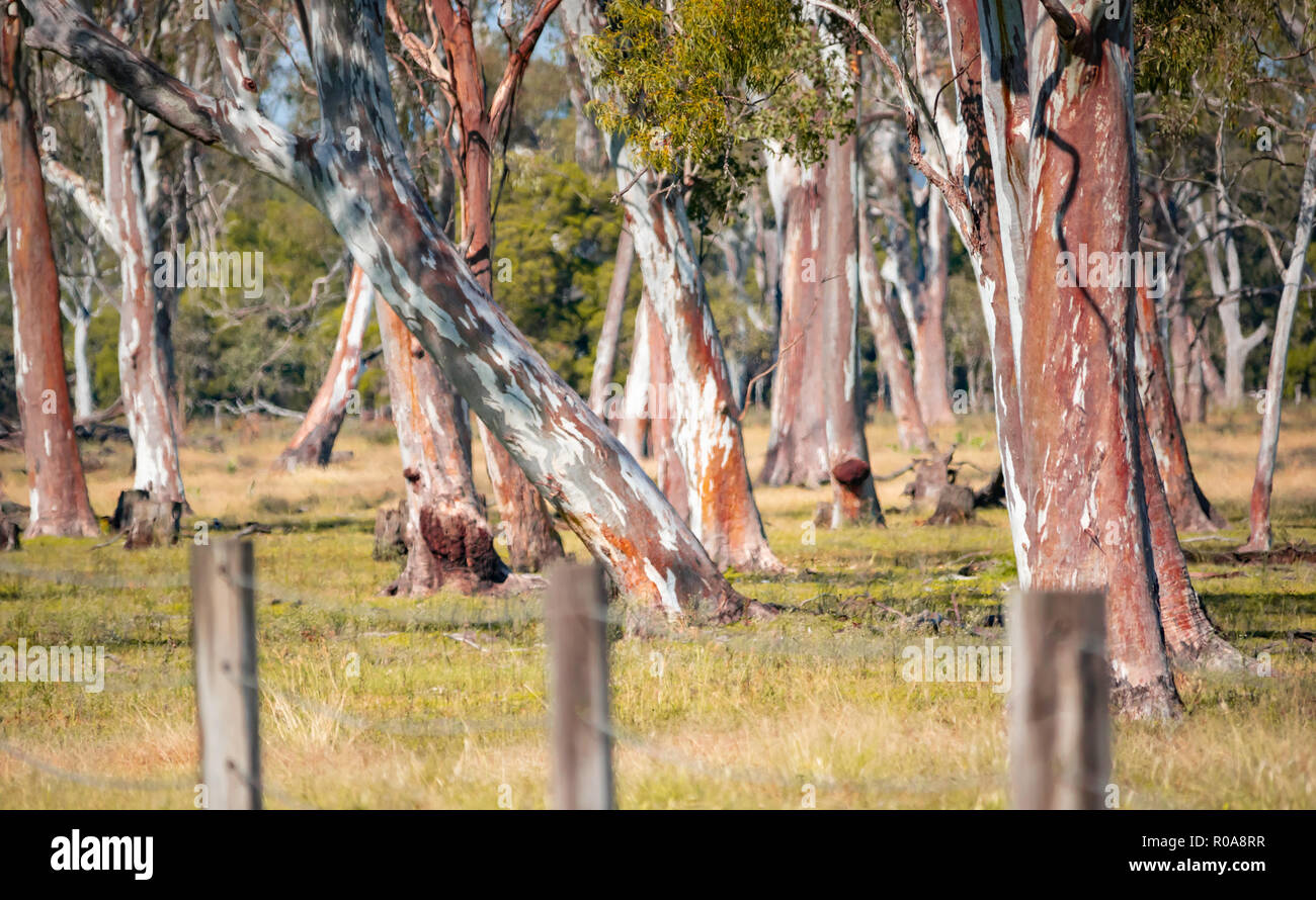 Gum tree bark hi-res stock photography and images - Alamy