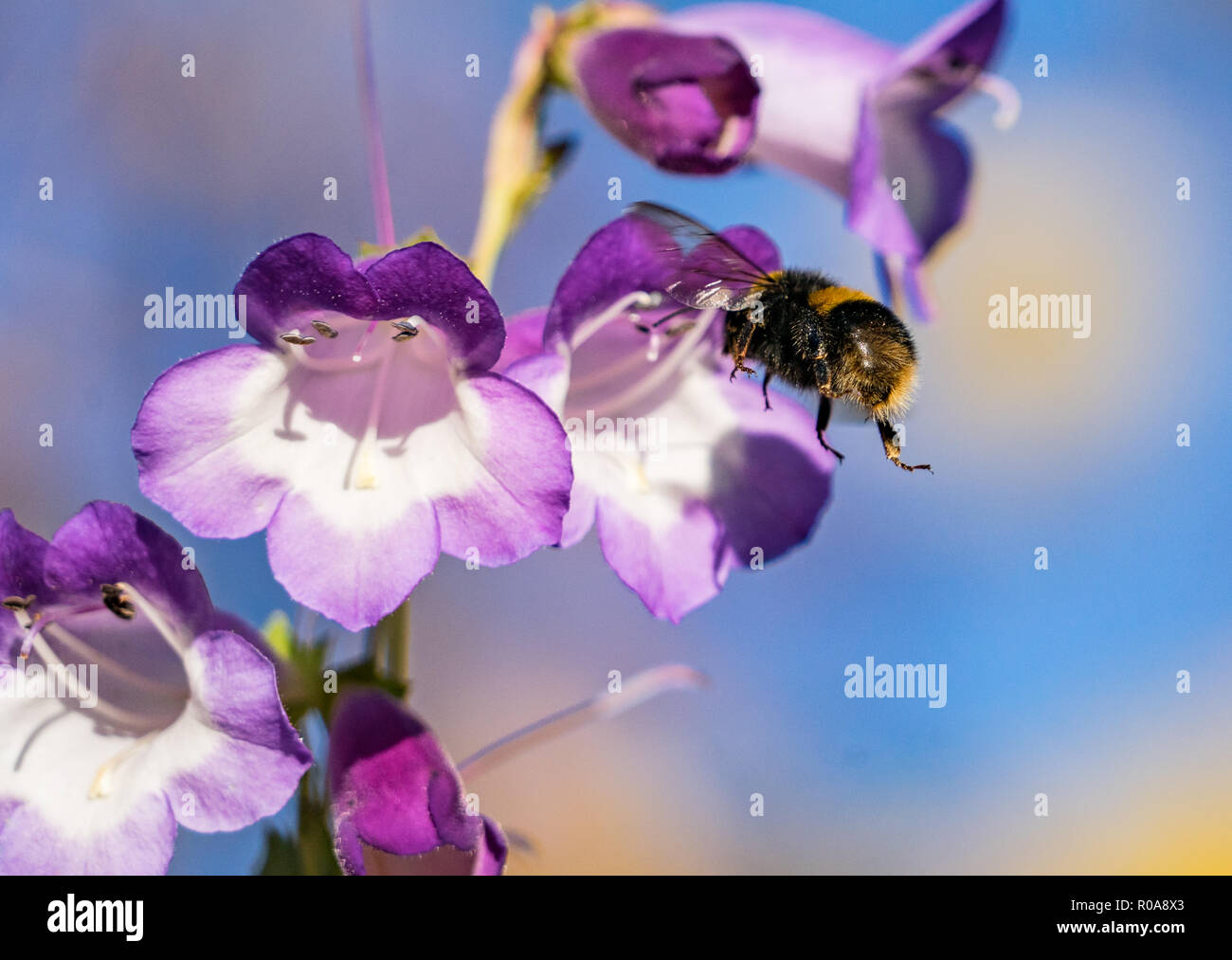 Bumble bee flying hi-res stock photography and images - Alamy