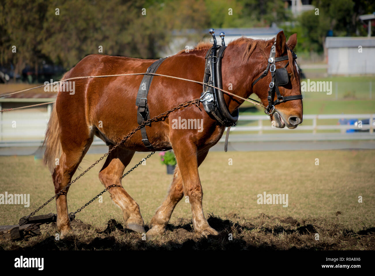 Draft horse in action ploughing the ground Stock Photo - Alamy