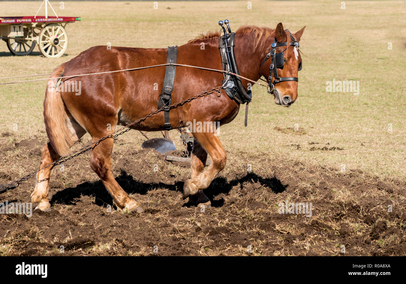 Draft horse bit hi-res stock photography and images - Alamy