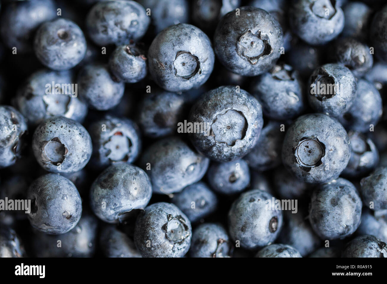 Blueberry closeup macro background Stock Photo - Alamy