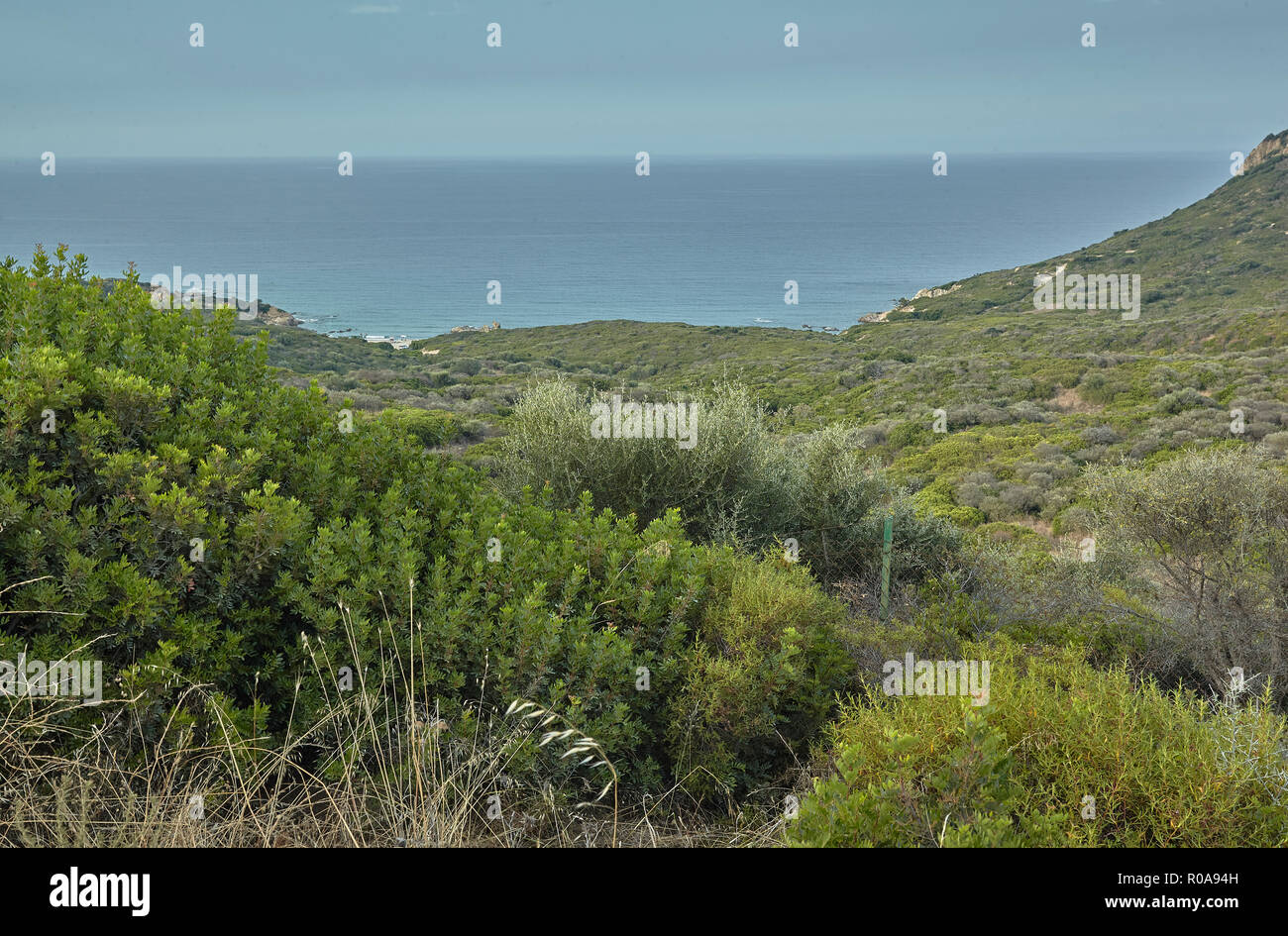 Mediterranean vegetation hi-res stock photography and images - Alamy