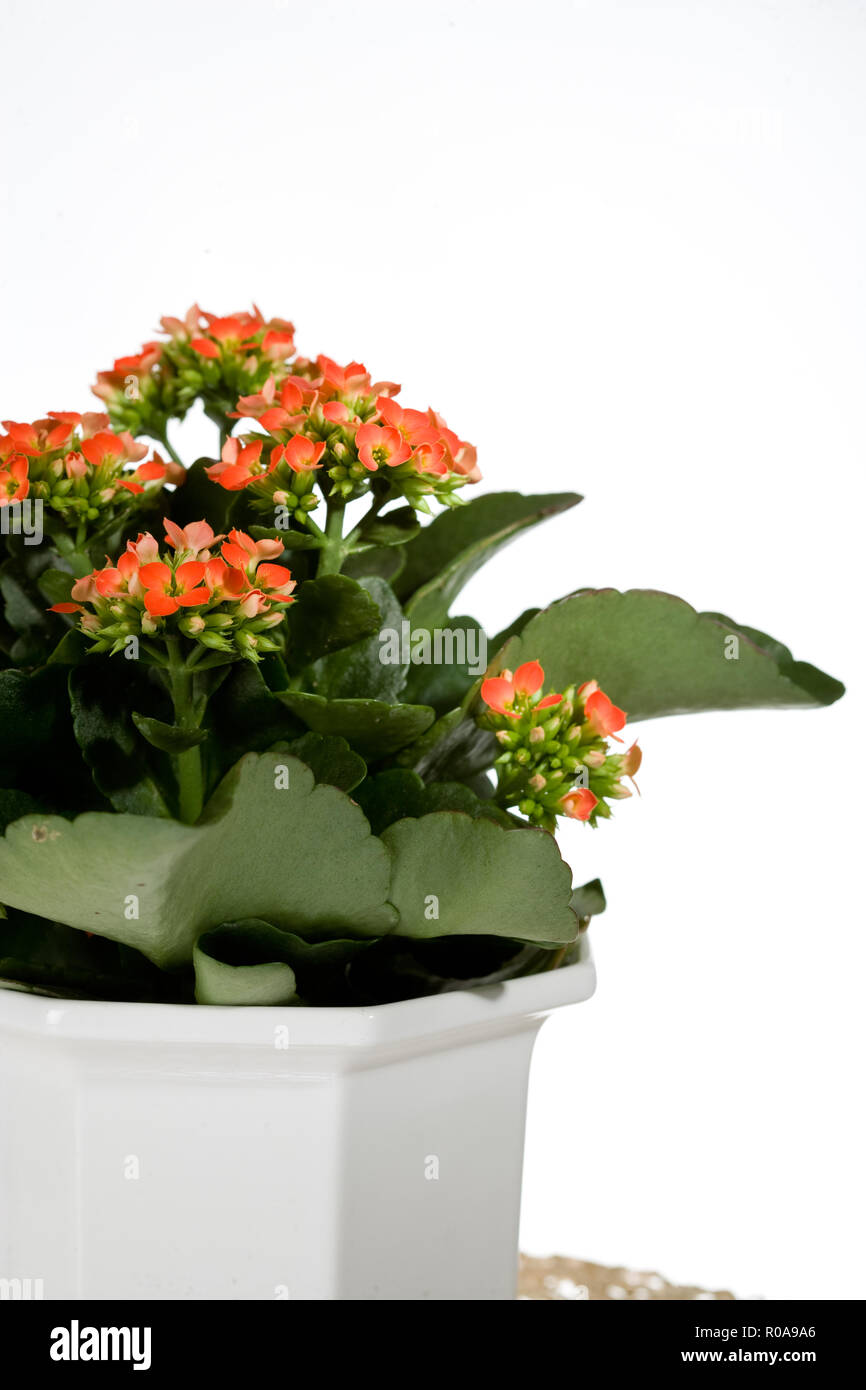 Kalanchoe blossfeldiana plant hi-res stock photography and images - Alamy