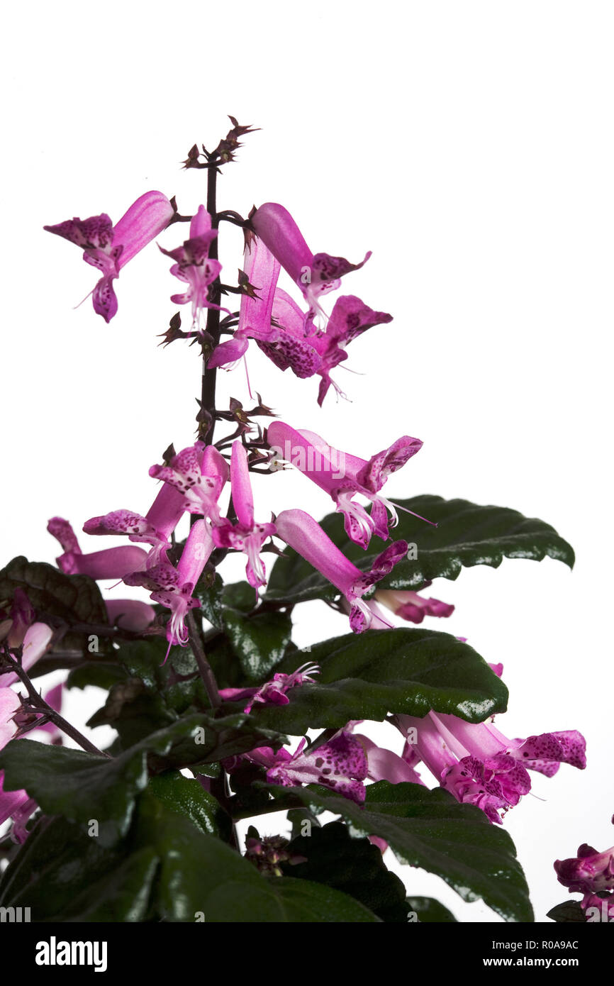 "Cape Angels" Silverleaf spurflower, Novemberljus (Plectranthus ...