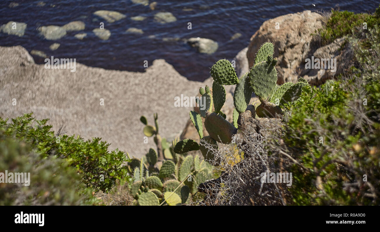 Italy sardinia cactus opuntia ficus indica hi-res stock photography and ...