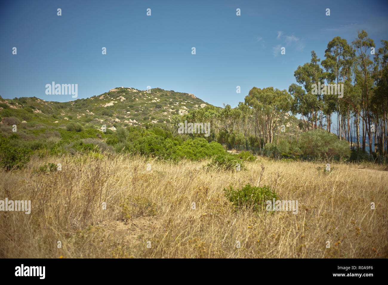Grass, scrub and Mediterranean vegetation yellow and dried by drought ...