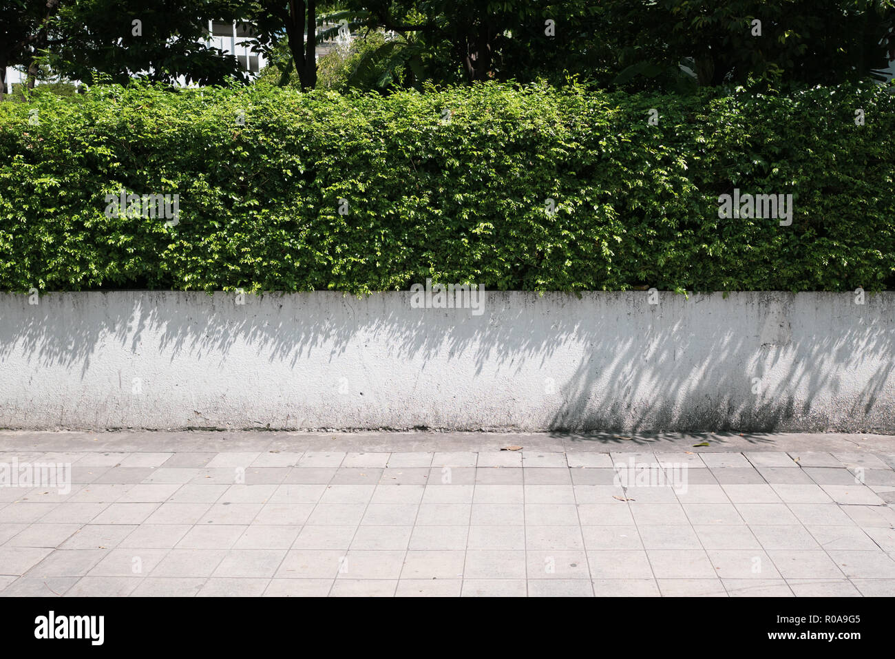 Green bush fence Stock Photo - Alamy