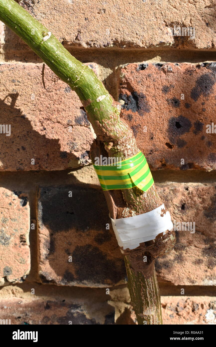 Grafted plants hi-res stock photography and images - Alamy