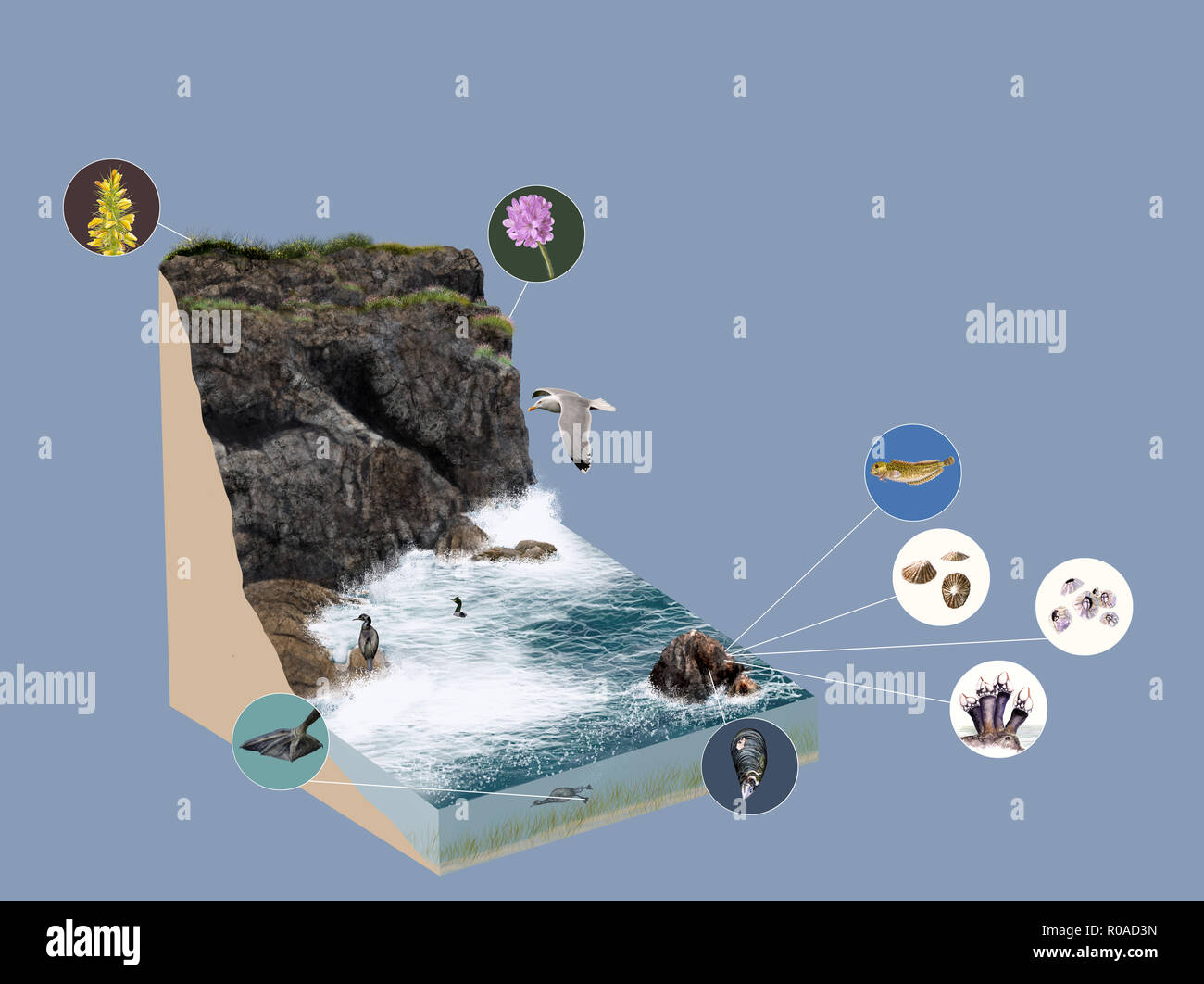 3d model ecosystem cliff digital illustration Stock Photo - Alamy