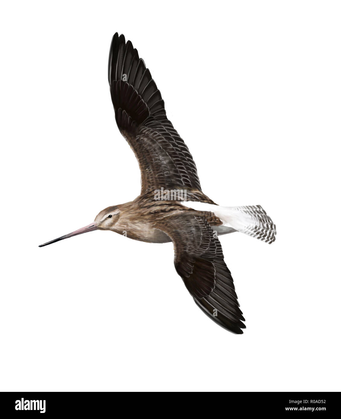 Digital illustration of a flying bar-tailed godwit Stock Photo - Alamy