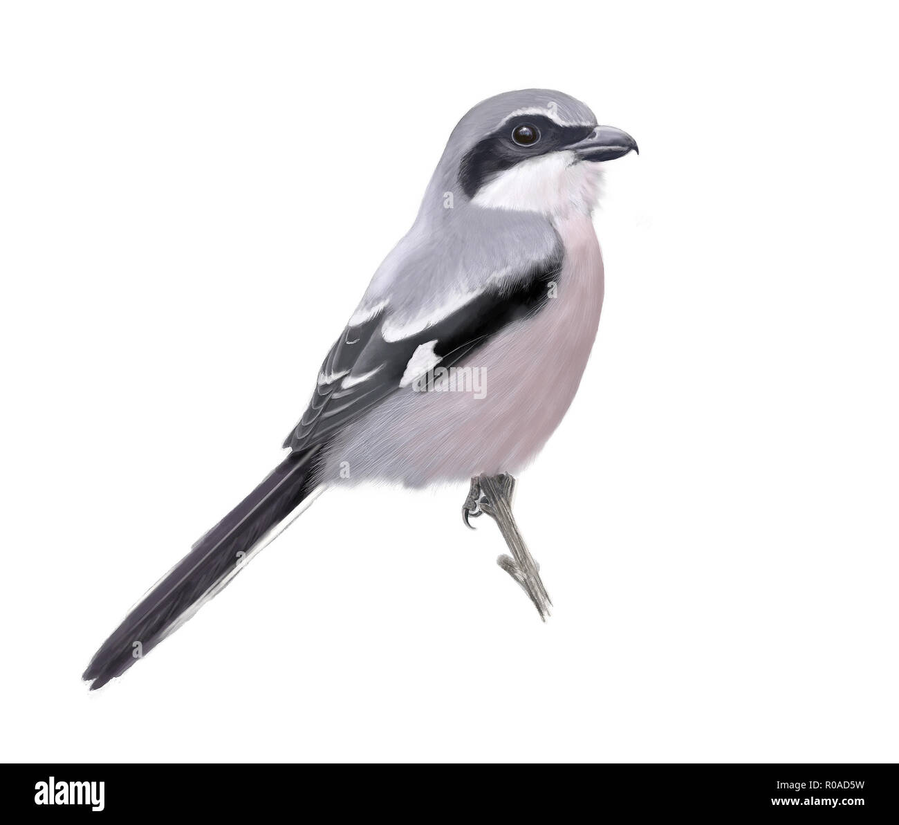Digital illustration of a Great grey shrike Stock Photo - Alamy