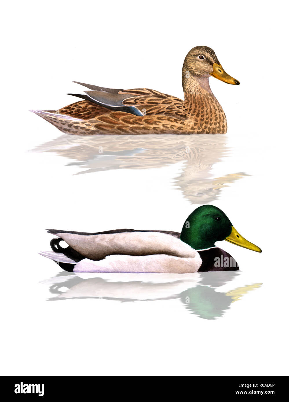 Digital illustration of a couple of Mallards Stock Photo - Alamy