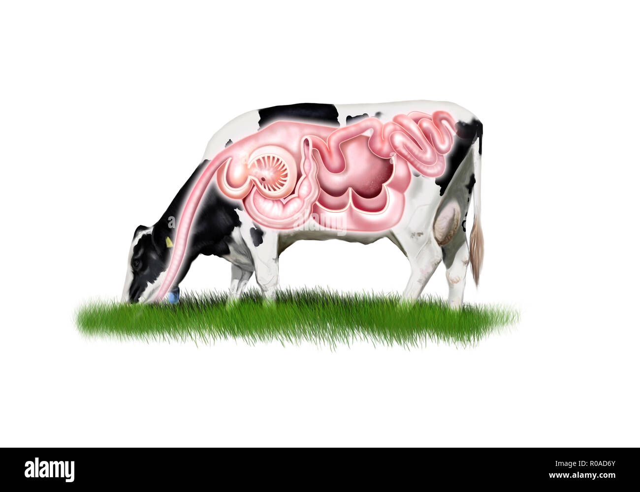 Rumen cow hi-res stock photography and images - Alamy