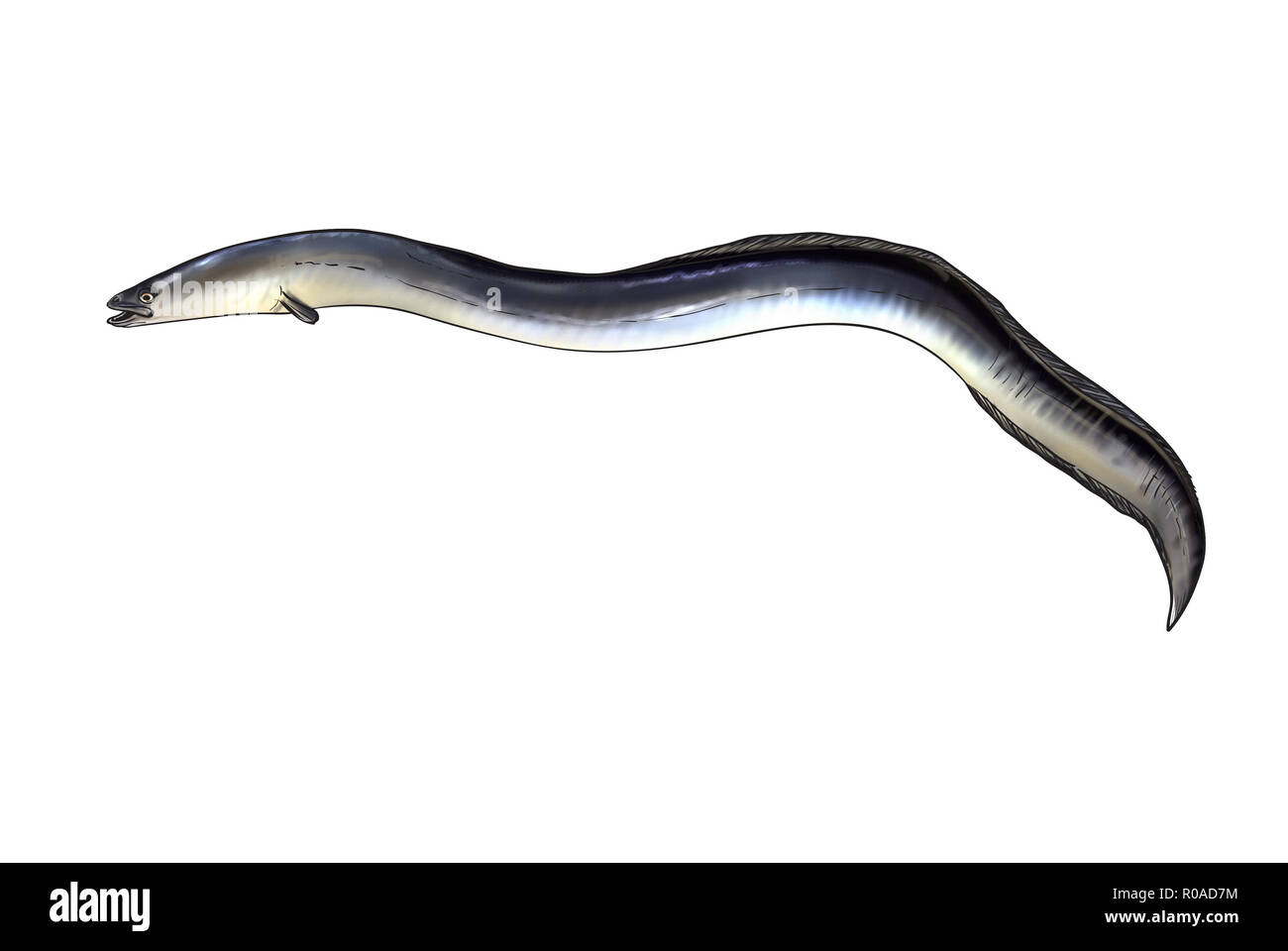 Silver eel hi-res stock photography and images - Alamy