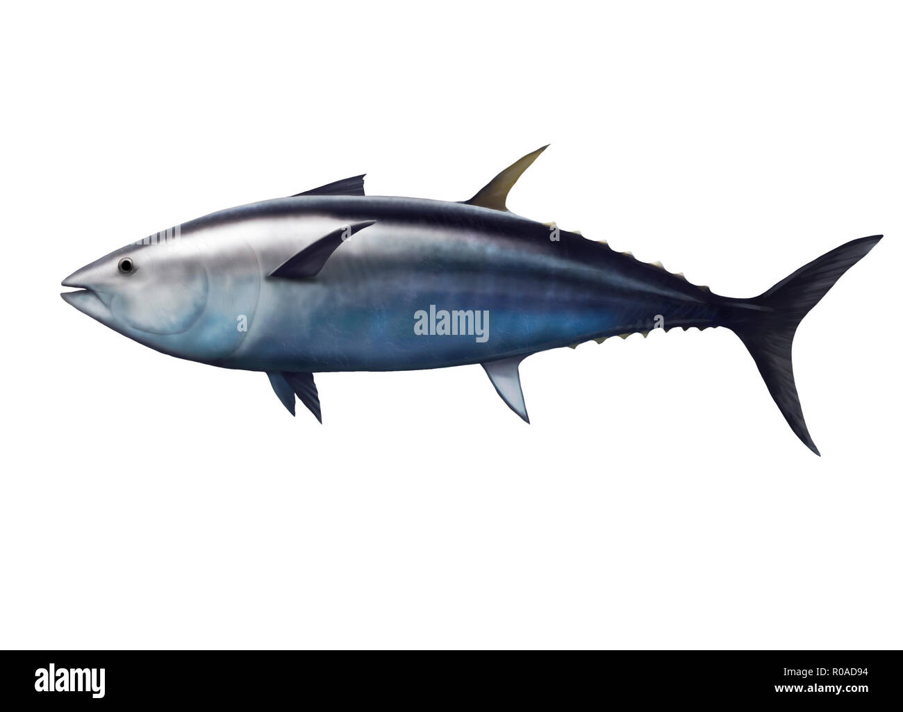 digital illustration of a tuna, Thunnus thynnus Stock Photo - Alamy