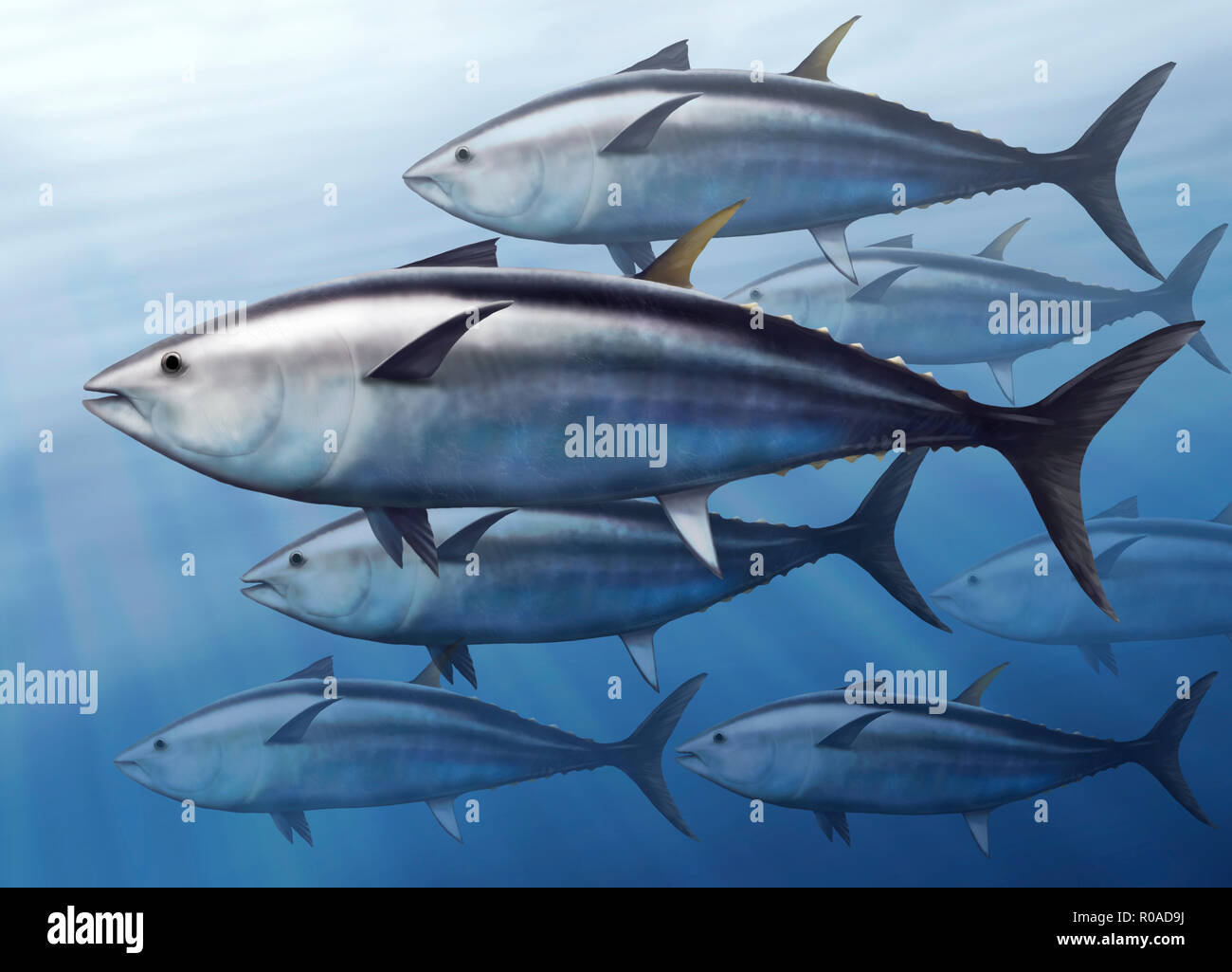 digital illustration of a tuna, Thunnus thynnus Stock Photo - Alamy