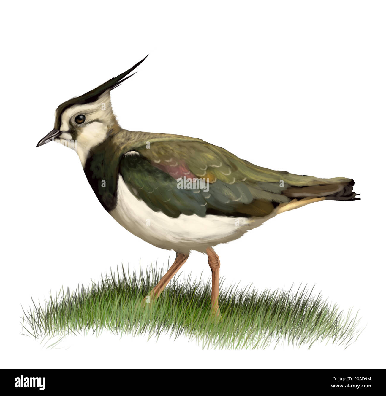 Lapwing illustration hi-res stock photography and images - Alamy