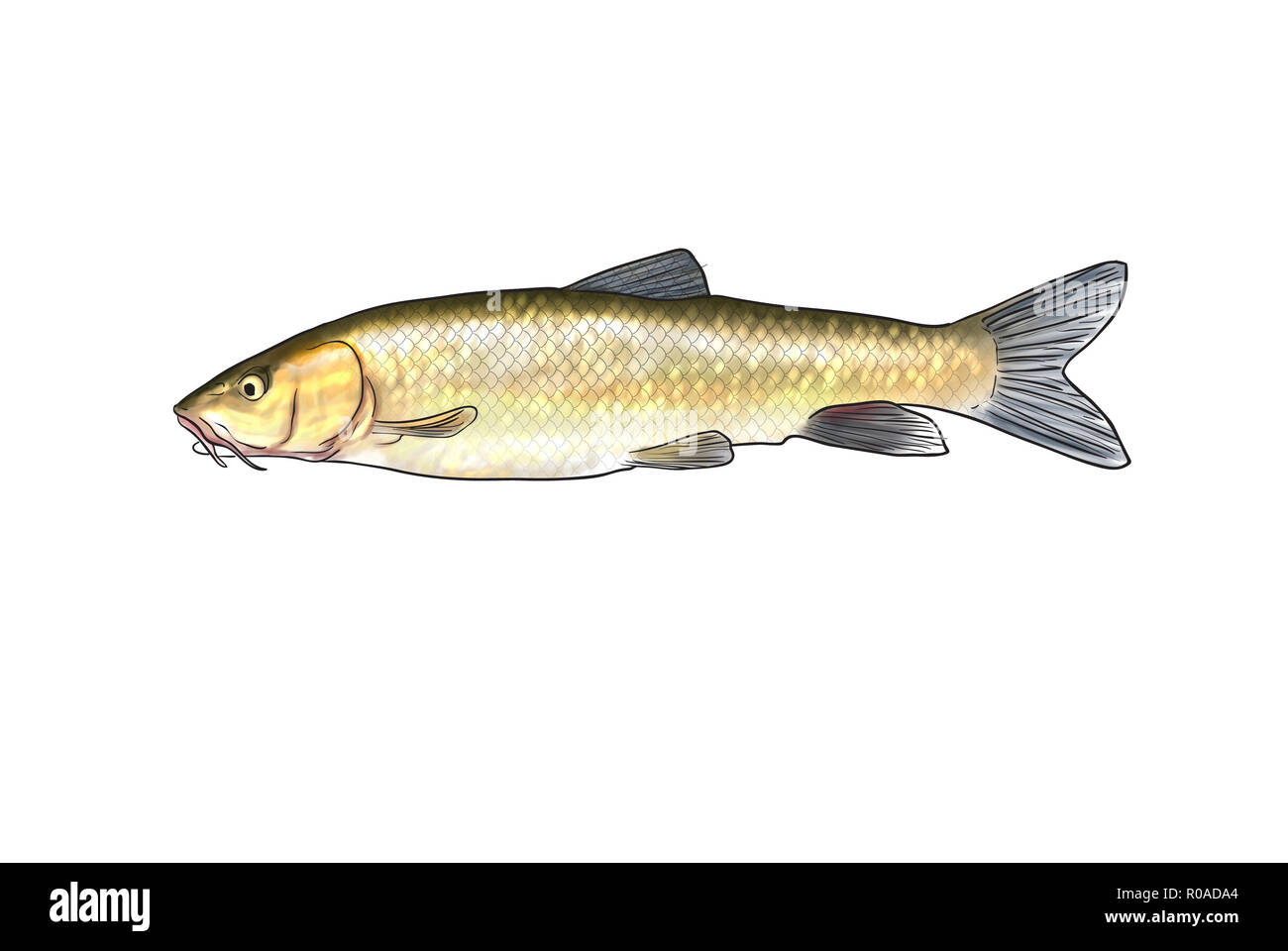 Digital illustration of freshwater fish,barbel Stock Photo - Alamy