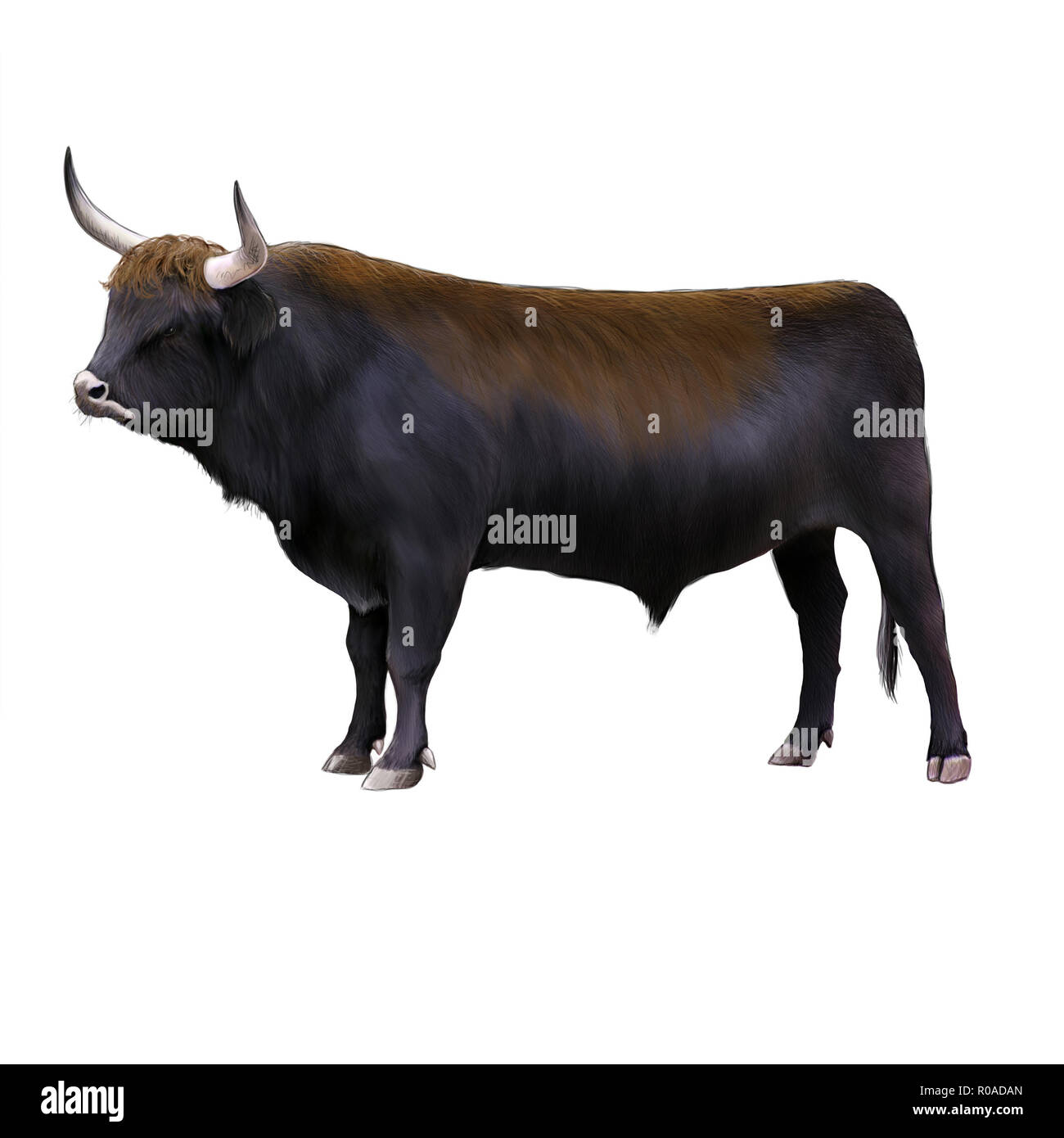 Bos primigenius illustration hi-res stock photography and images - Alamy