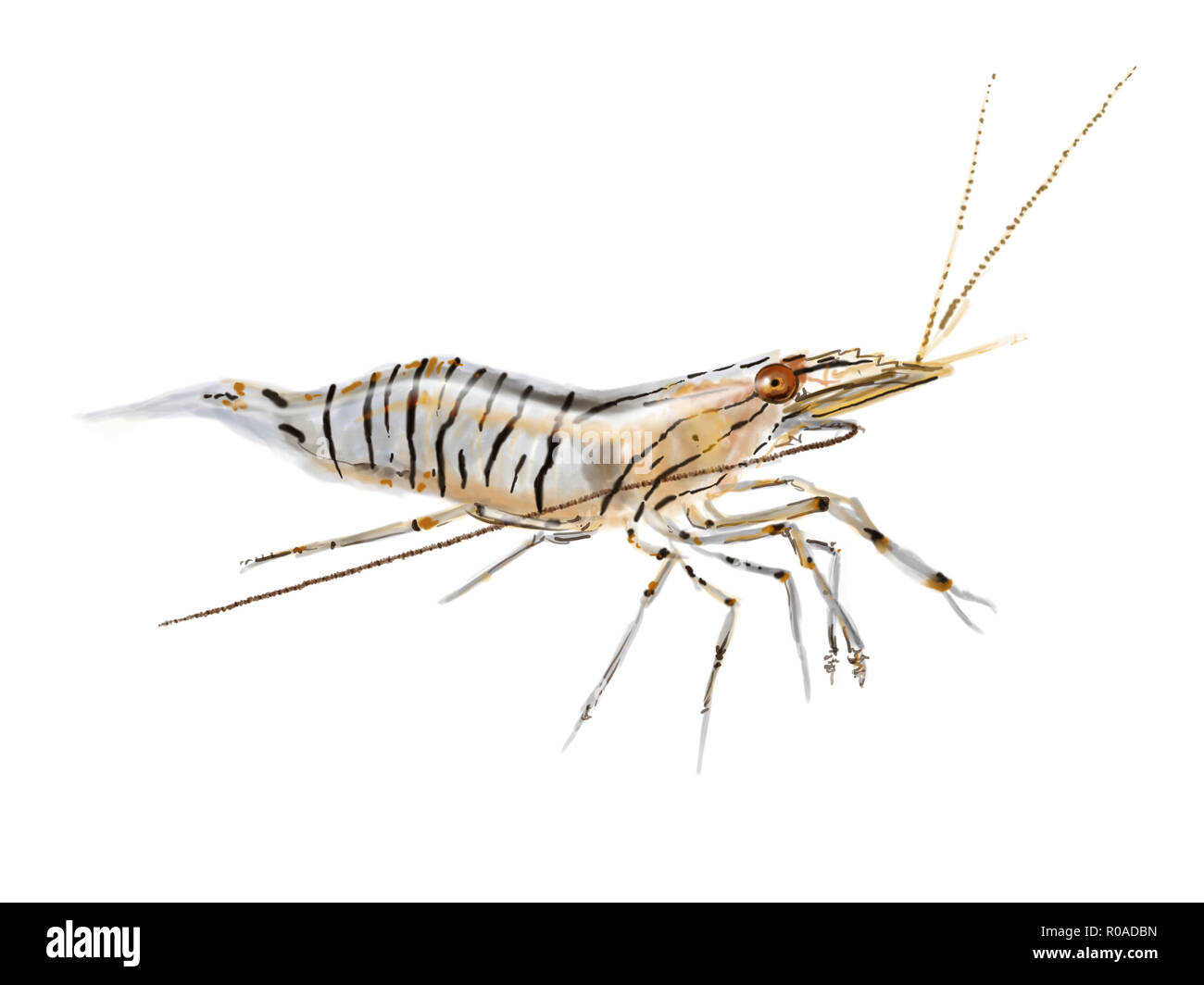 Shrimp underwater Cut Out Stock Images & Pictures - Alamy