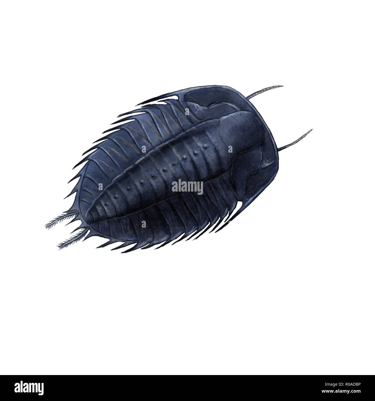 Trilobite illustration hi-res stock photography and images - Alamy