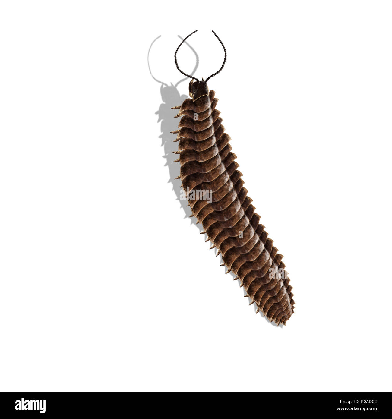 Carboniferous insect hi-res stock photography and images - Alamy