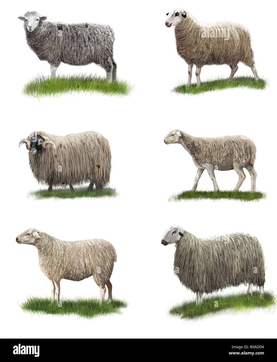 Digital illustration of a sheep Stock Photo - Alamy