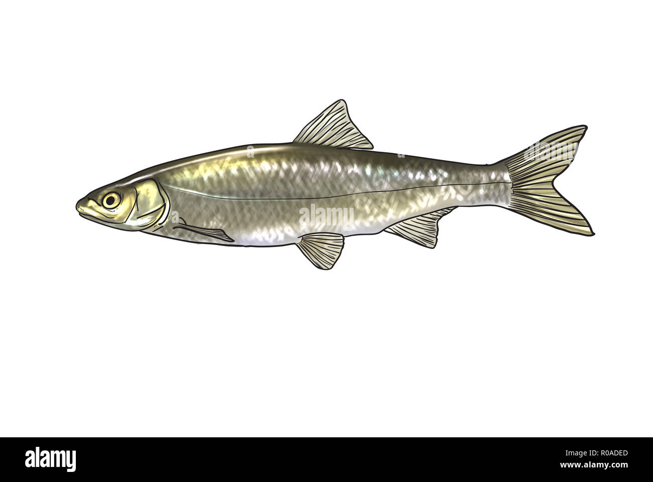 Digital illustration of freshwater fish, common nase Stock Photo - Alamy