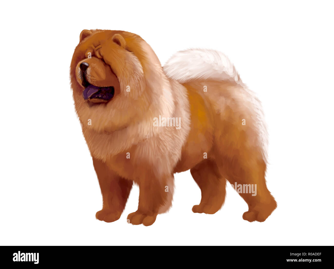 Digital illustration of a chow-chow Stock Photo - Alamy