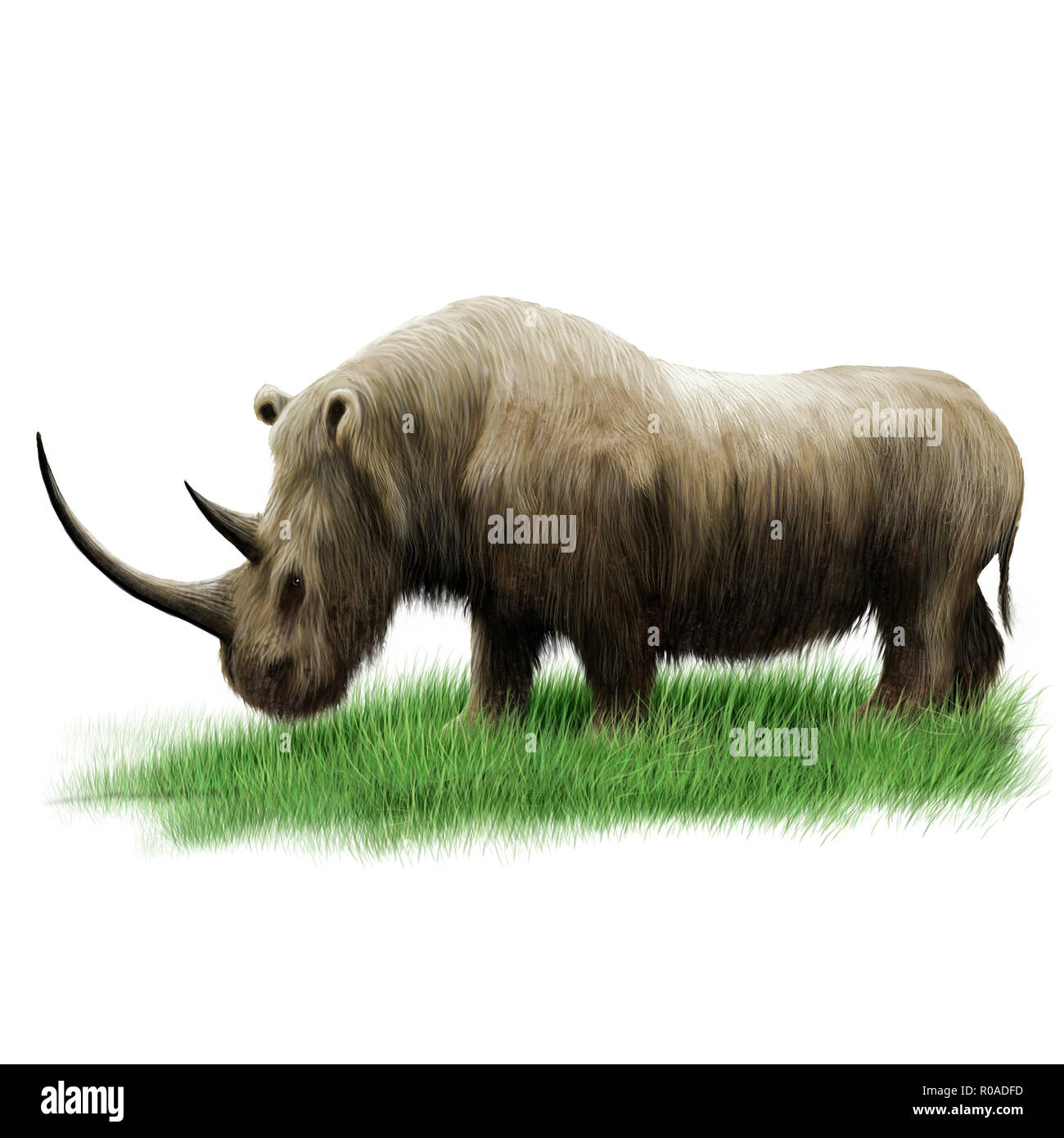 Digital illustration of a extinct coelodonta Stock Photo - Alamy