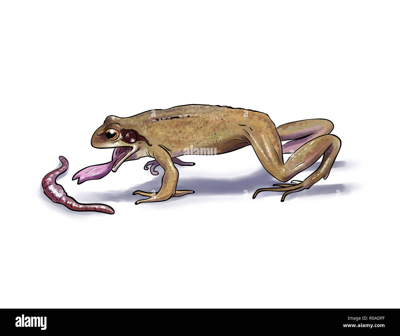 Frog feeding worm, digital illustration Stock Photo - Alamy