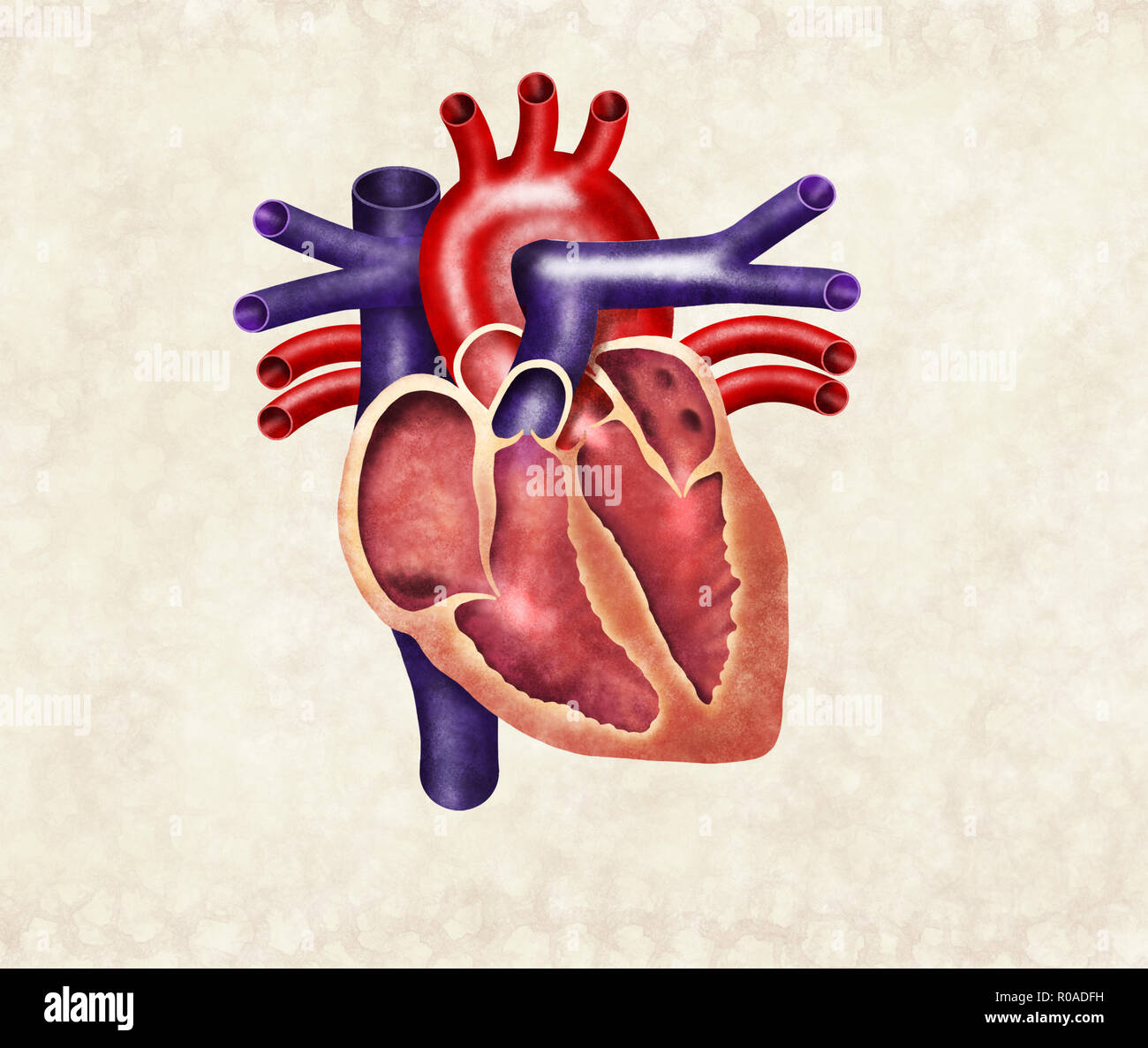 Human heart digital illustration, cutout Stock Photo - Alamy
