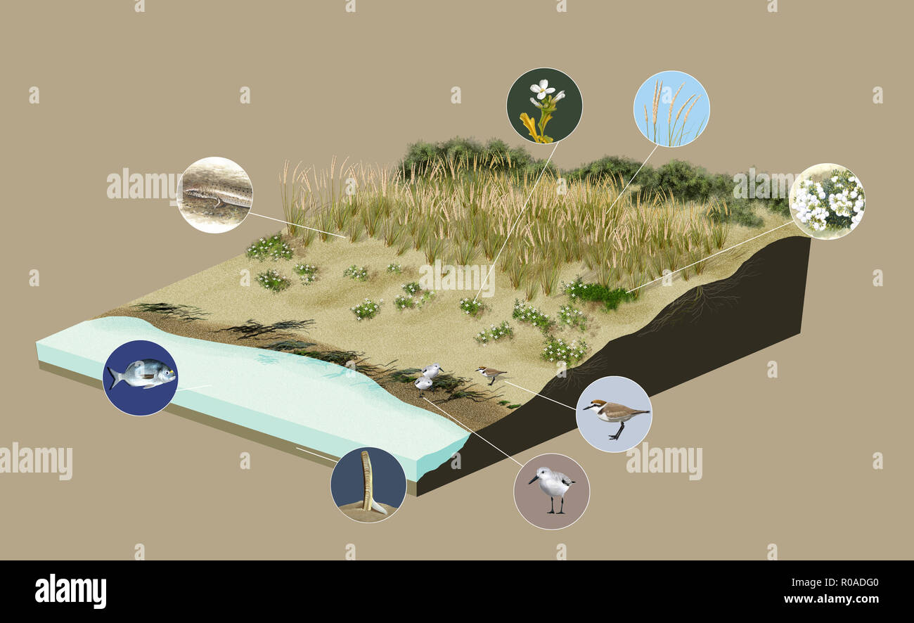 Ecosystem coast, beach digital illustration Stock Photo - Alamy