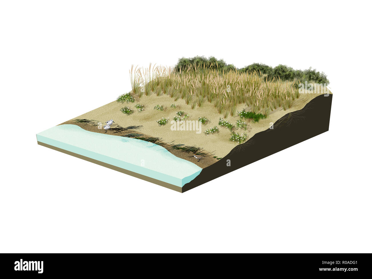 Ecosystem coast, beach digital illustration Stock Photo - Alamy