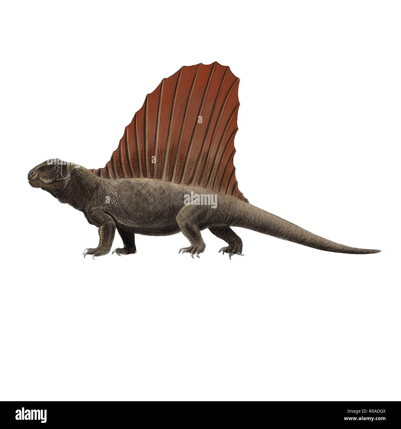 Dimetrodon teeth Cut Out Stock Images & Pictures - Alamy