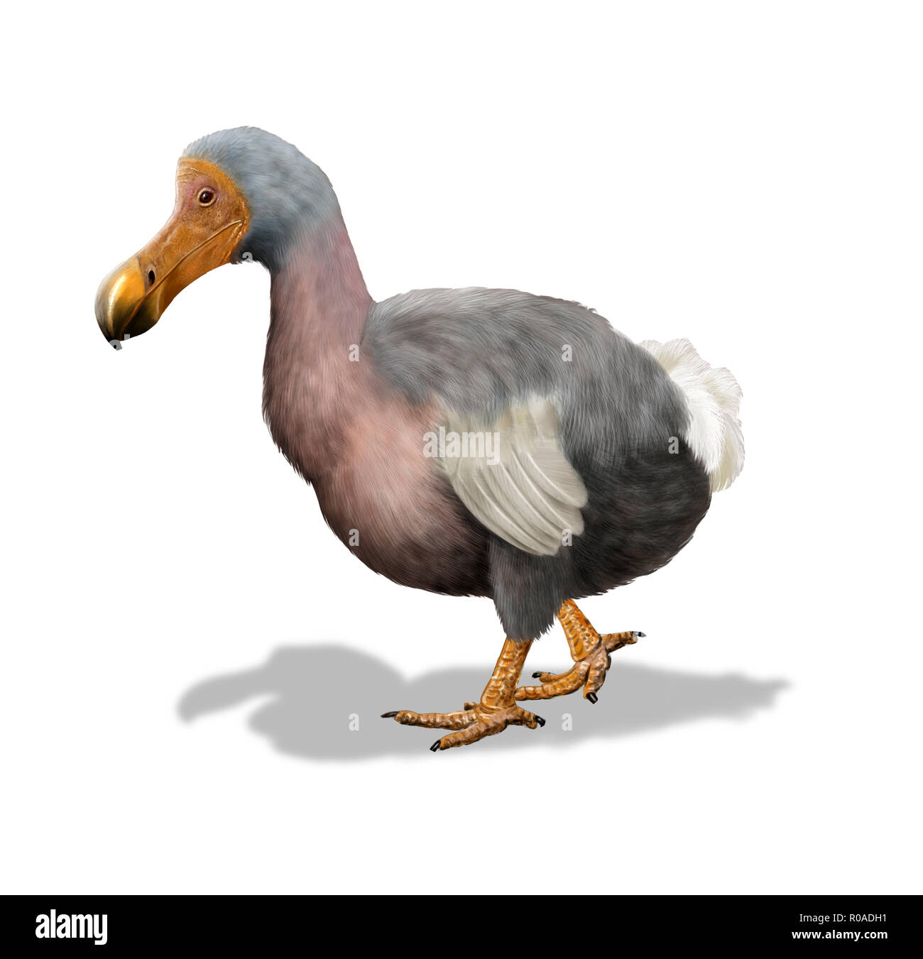 Digital illustration of a dodo Stock Photo - Alamy