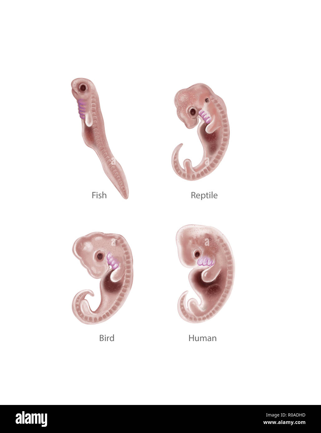 Embryonic and fetal development hi-res stock photography and images - Alamy