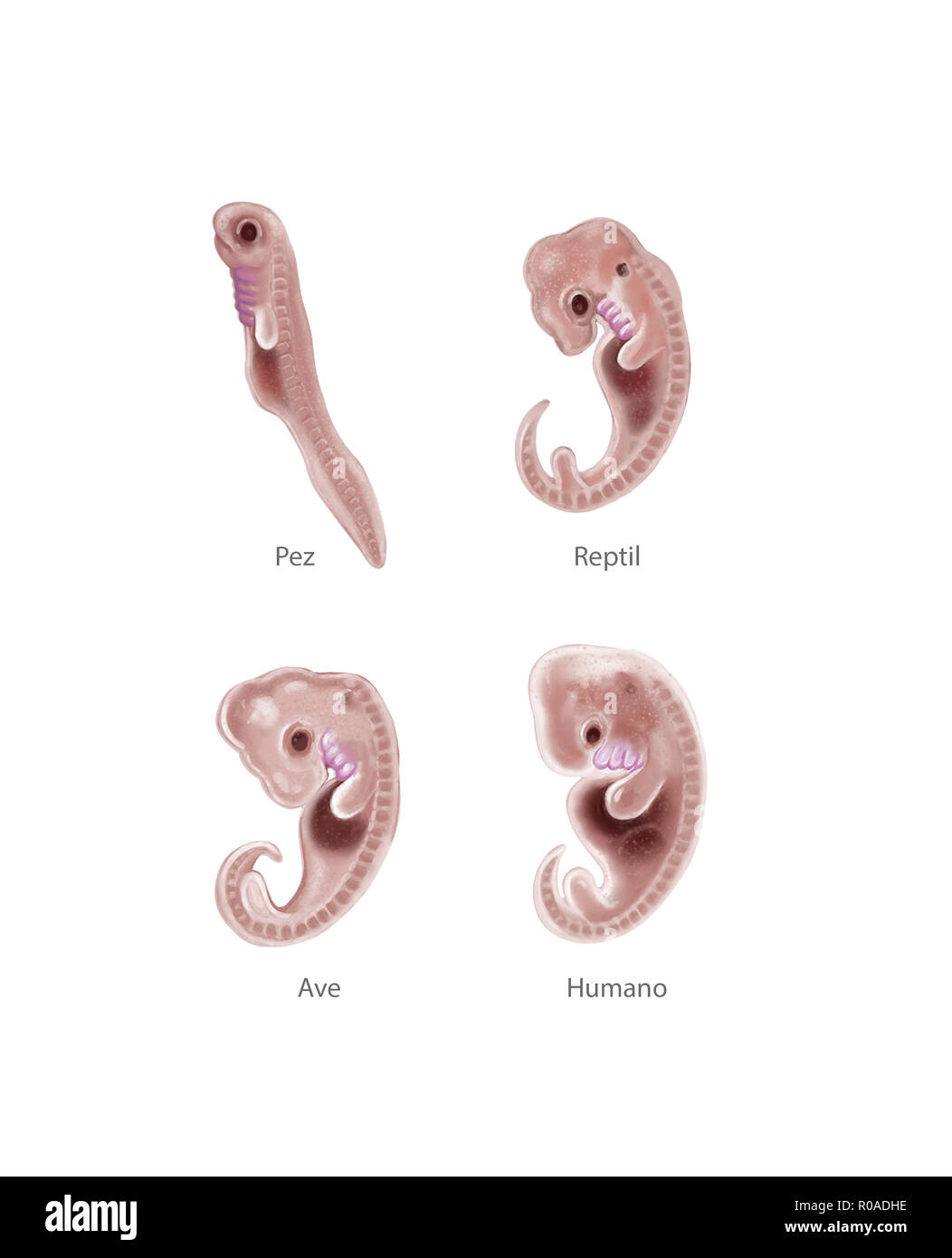 Fetal development stages hi-res stock photography and images - Alamy