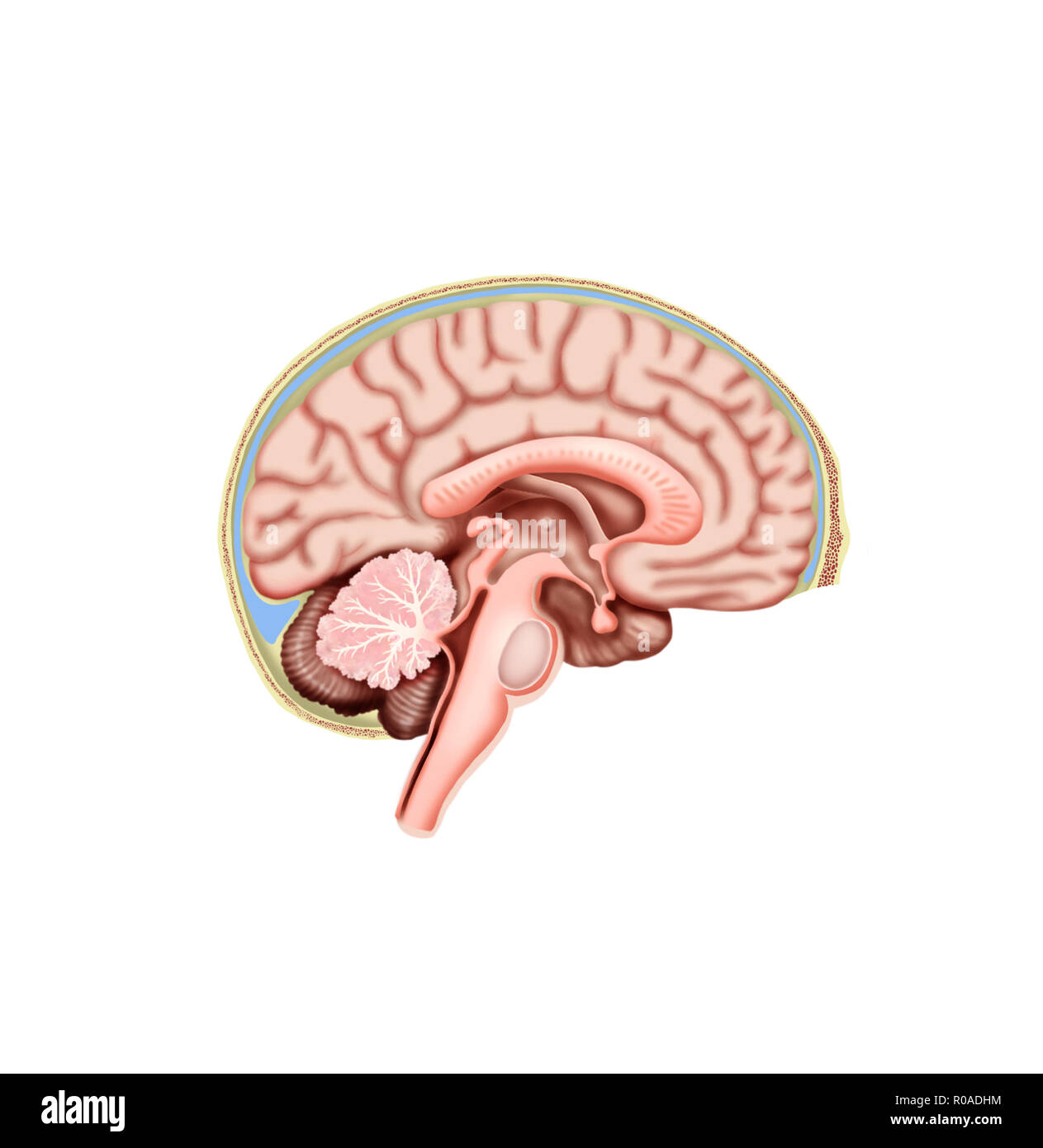 Digital illustration of a brain cutout Stock Photo - Alamy