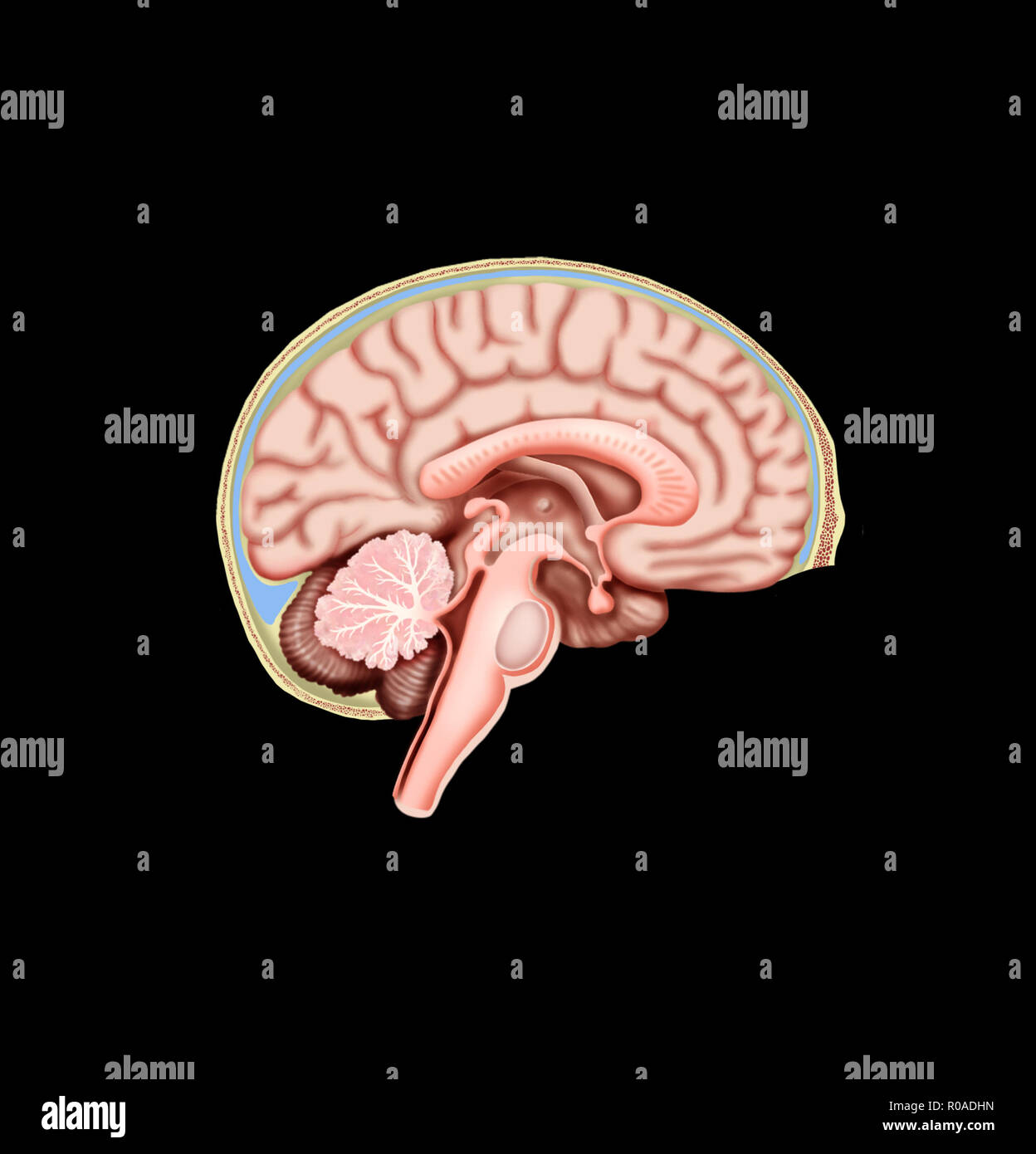 Human brain cutout hi-res stock photography and images - Alamy