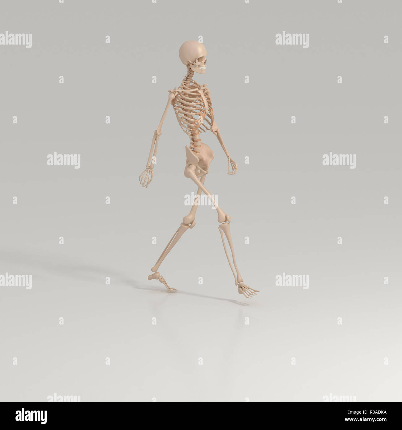 Skeleton Man Walking Stock Photos & Skeleton Man Walking Stock Images ...